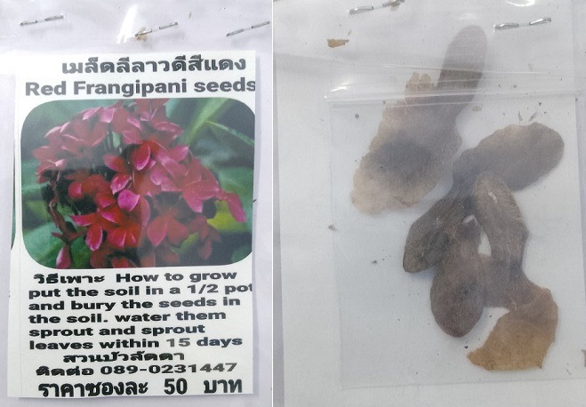 Red Plumeria Frangipani Kathalichapa Seeds